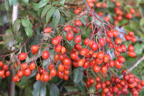 Baies Et Petits Fruits D Automne La Terre Est Un Jardin