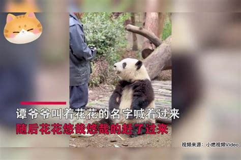 满眼都是谭爷爷！大熊猫花花被投喂满心满眼只有谭爷爷：太有爱