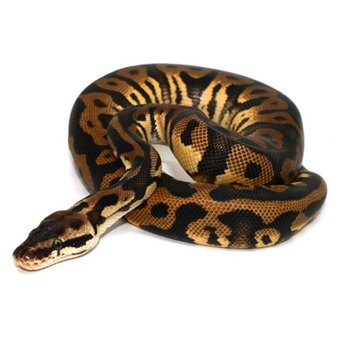Python Royal Pastel Leopard Python Regius