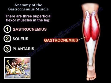 Anatomy Of The Gastrocnemius Muscle Everything You Need To Know Dr