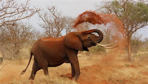 Is It True That Elephants Are Afraid Of Mice Encyclopedia