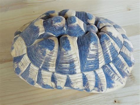 Tortoise Shell Deformities A View From The Inside