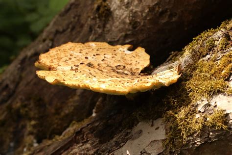 Tree Fungus A Comprehensive Guide To Identification And Prevention