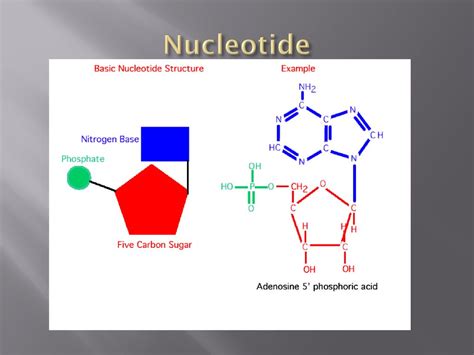 Macromolecules Ppt Download