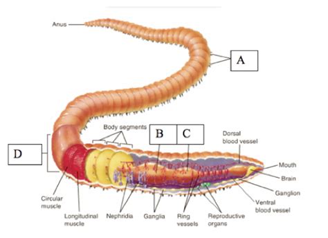 Annelids Diagram Quizlet