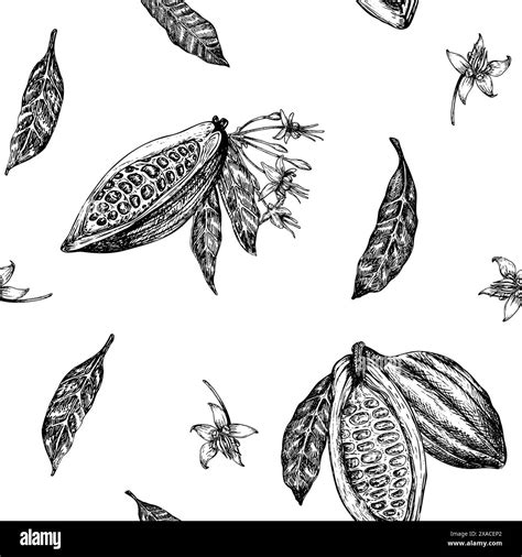 Seamless Pattern With Cocoa Fruit Graphic Illustration Hand Drawn