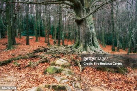 Tree Root Rot Photos And Premium High Res Pictures Getty Images
