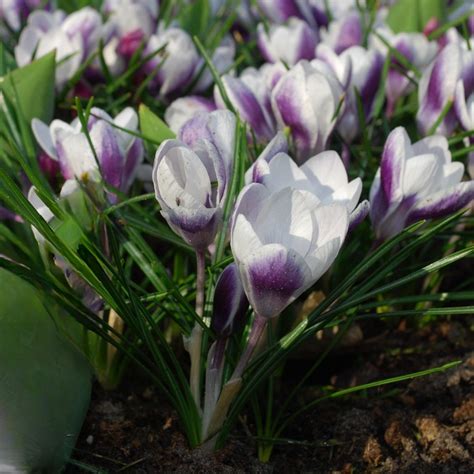 Snow Crocus Prins Claus The Seed Collection