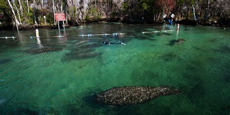Wild Manatee Sex Rituals Spark Issues For Florida Police If You See