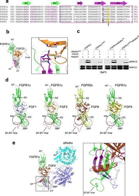 Extended Data Figure 4 Structural Basis For Fgfr Isoform