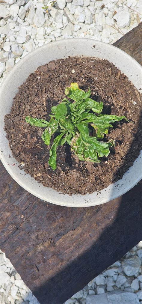 Advice For Growing Carolina Reapers R Hotpeppers