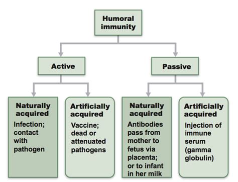 Active Vs Passive Immunity Differences And Definition Vrogue Co