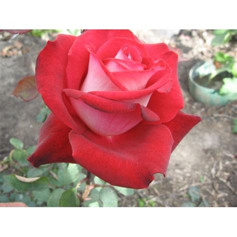 Николь АРХИВ Розы Нью Джерси