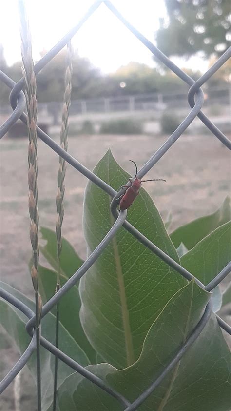 Cool Bug This Morning Southwest Idaho Rwhatsthisbug