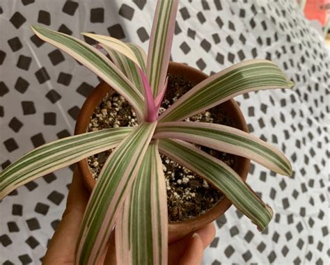 👶 Propagating My Moses In The Cradle Step By Step Guide