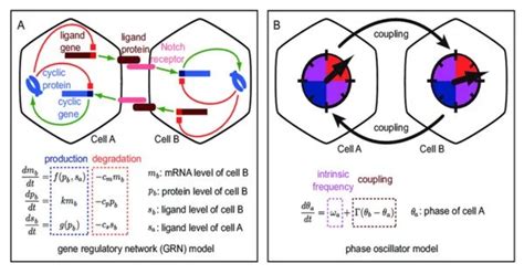 Oscillating Gene In Molecular Biology Assignment Point