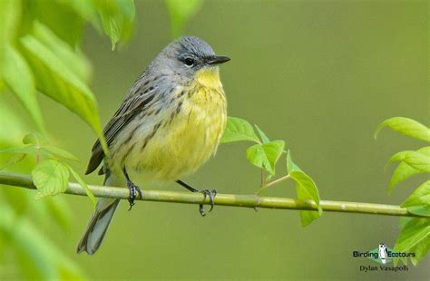 Ohio Birding Tour Eastern Warblers And Spring Migration Spectacular