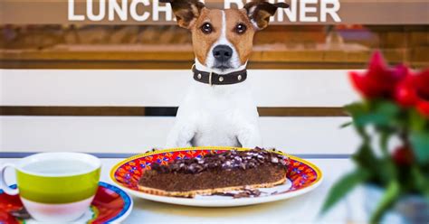 Los Mejores Restós Y Bares Porteños Para Compartir Con La Mascota Infobae