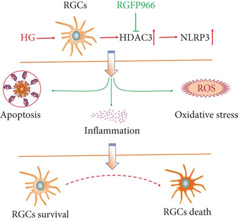 Scientific Diagram Of The Effects Of Hdac3 Inhibition On Hg Treated
