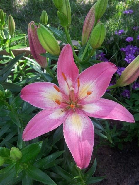 Pink Pixie Lily From My Flower Garden Beautiful Flowers Flowers