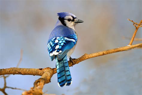 Download Animal Blue Jay HD Wallpaper