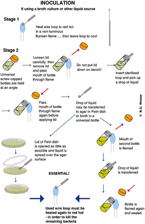 Diagram Of Aseptic Technique Quizlet