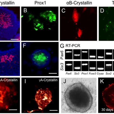Derivation Of A Pax6 Gfp Reporter Mes Cell Line Ah Stem Cell