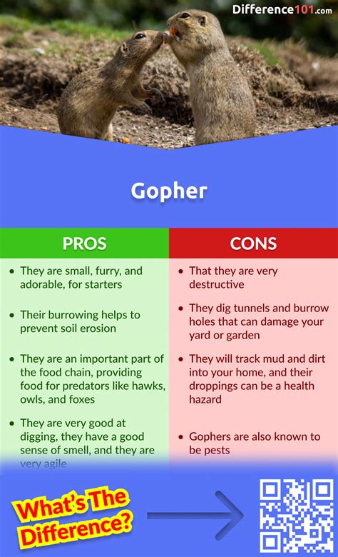 Gopher Vs Groundhog 6 Key Differences Pros And Cons Similarities