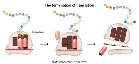 407 Codon Stock Vectors Images And Vector Art Shutterstock