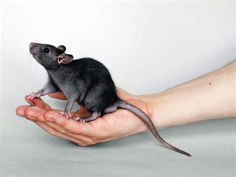 Hausratten Bzw Ratten Kaufen And Verkaufen Tieranzeigenat