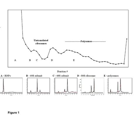 Isolation Of Polysomes By Sucrose Gradient Centrifugation Download Scientific Diagram