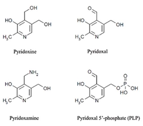 Amino Acid Metabolism Nitrogen Disposal Flashcards Quizlet