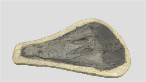 Triassic 3d Models Sketchfab