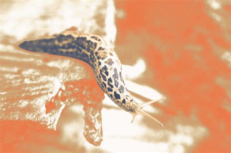 La Morsure De La Limace Clubs And Comptines