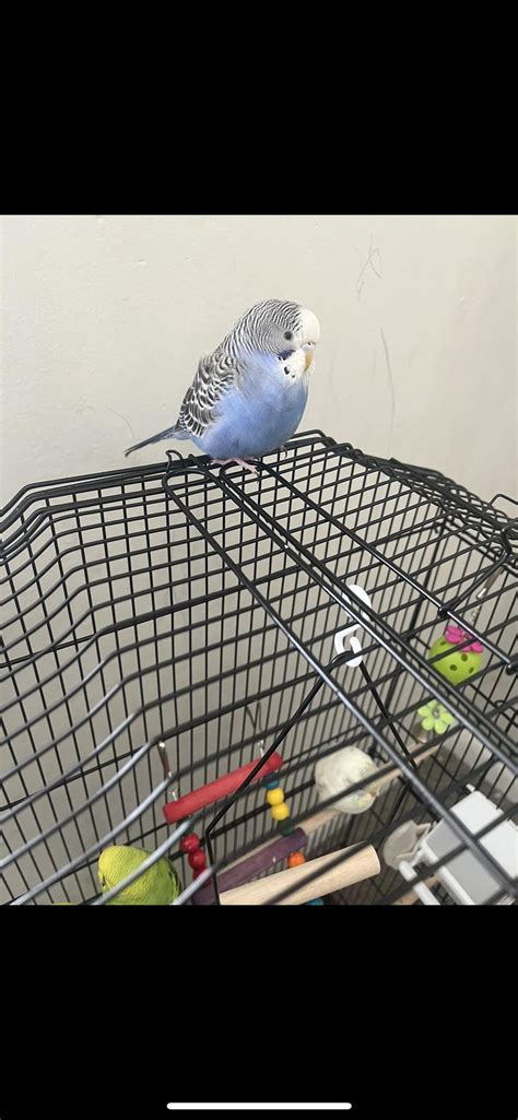 Can Someone Tell Me The Genders Of My Budgies Rbudgies