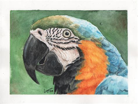 Blue And Yellow Macaw By Theadventuredragon On Deviantart