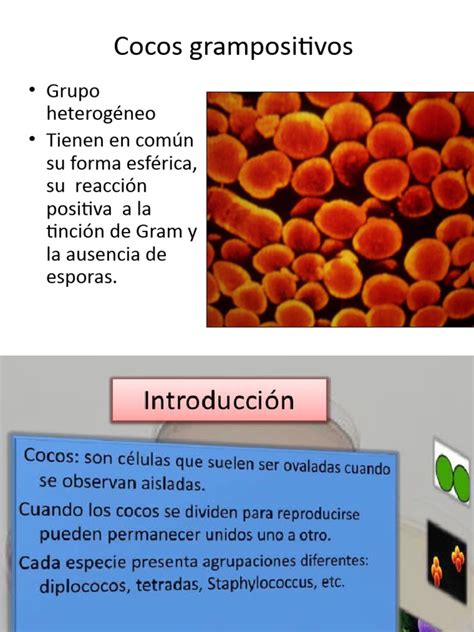 12 Cristina Estafilococos Pdf Staphylococcus Aureus Inmunología