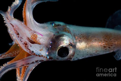 Jewel Enope Squid Photograph By Danté Fenolio Fine Art America