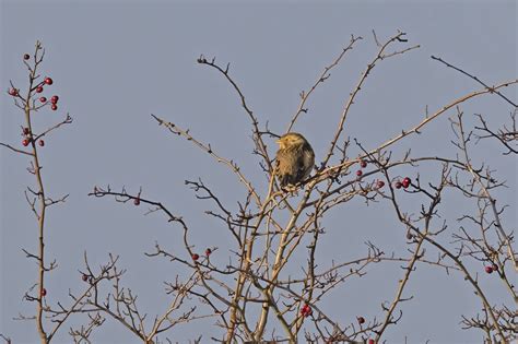 Yellowhammer Birdforum