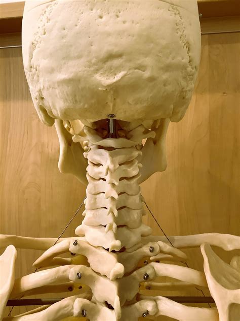 頭皮が硬いってどういう事？頭蓋骨の歪みは辛い頭痛や首コリの不調のお悩みにも 骨格ドック・骨格整体 横浜市中区関内の整体【リ・サンテ】