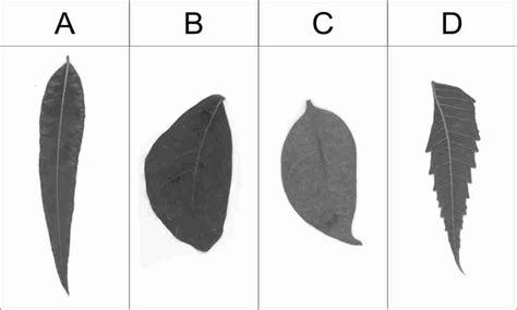 Adaptive Neuro Fuzzy Inference System Anfis Pemrograman Matlab