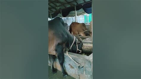 আমাদের কোরবানির গরু Youtube