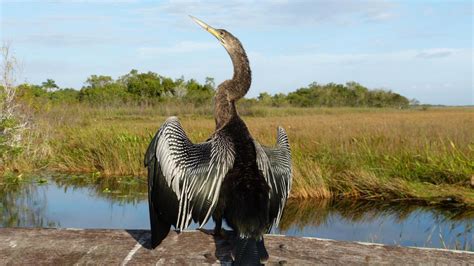 Anhinga Markeisingbirding