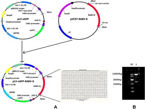 Immunogenicity And Antigenicity Of The Ectodomain Of Rabies Virus