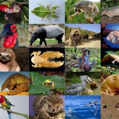 FLORA Y FAUNA DE VERACRUZ VERACRUZ Podcast En IVoox