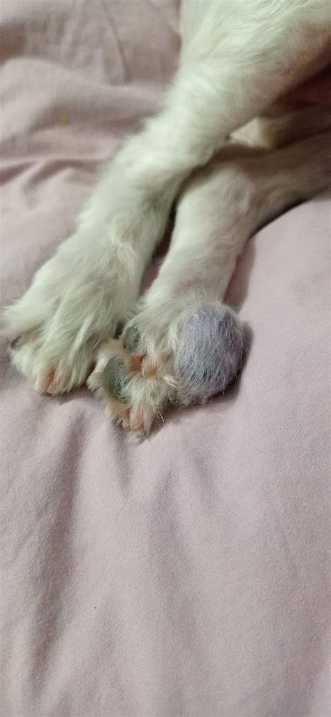 What Is The Lump On My Dogs Paw