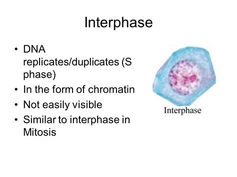 Unit 3 Genetics Meiosis Ppt Download