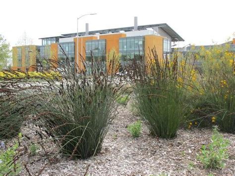 Giant Striped Eulalia Grass For Dry Gardens