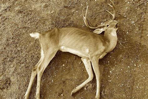 16 Facts About Triggerfish