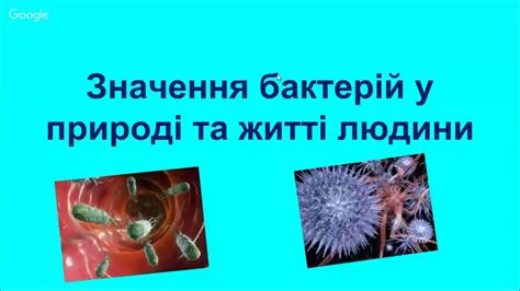 Значення бактерій у природі та житті людини Youtube